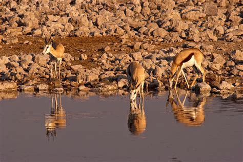 Springboks 술마시기 At Okaukuejo 워터홀 에토샤 국립 공원 나미비아 나미비아에 대한 스톡 사진 및 기타 이미지