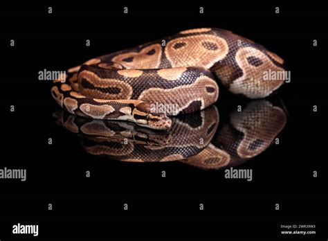 King Python Python Regius Adult Resting Captive Central Africa