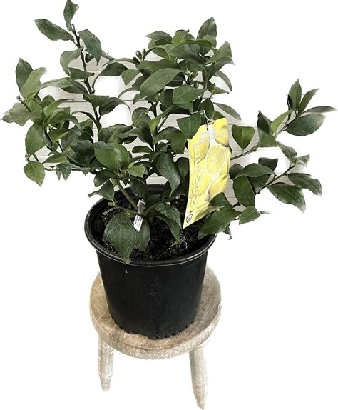 10″ Citrus Meyer Lemon The Kc Plant Factory