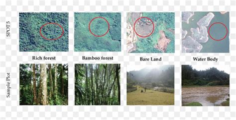 Example Of Some Objects In Object Based Classification Thuya Hd Png