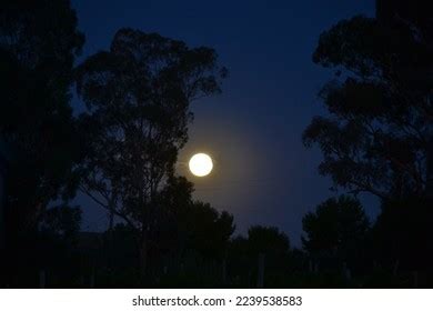 Moon Behind Tree Images Stock Photos Vectors Shutterstock