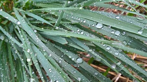Grass Drops Water - Free photo on Pixabay - Pixabay