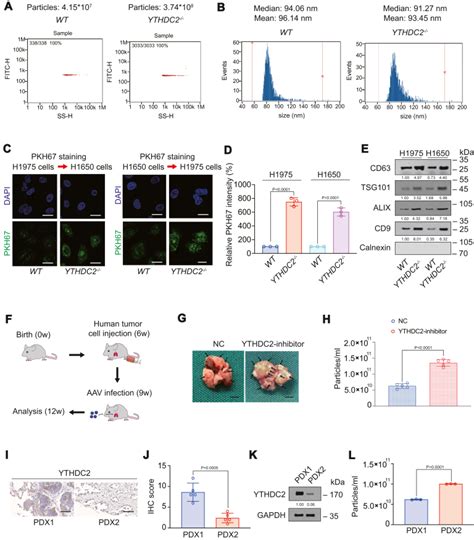 Downregulation Of The M6a Reader Ythdc2 Upregulates Exosome Content In