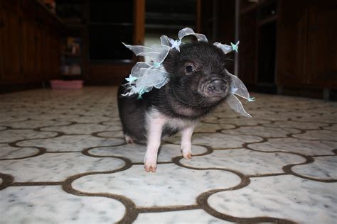 Micro Mini Pig Store
