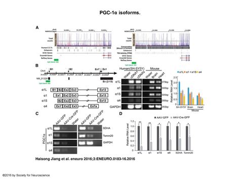 Pgc 1α Isoforms Pgc 1α Isoforms A The Illustration Of Pgc 1α New Alternative Exons And Known