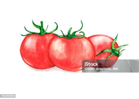 손 신선한 3 붉은 익은 토마토의 수채화 그림을 그려 흰색 배경에 고립 디자인에 대한 스톡 벡터 아트 및 기타 이미지 디자인 바로 먹을 수 있는 빨강 Istock