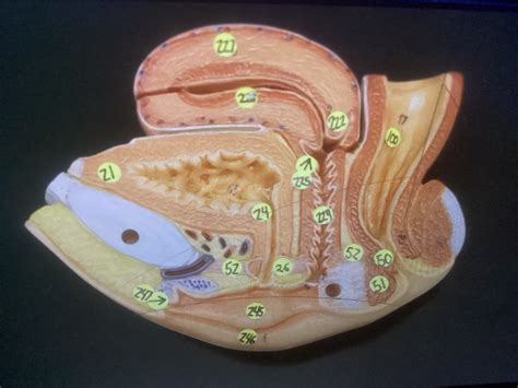 Female Reproductive System 1 Diagram Quizlet