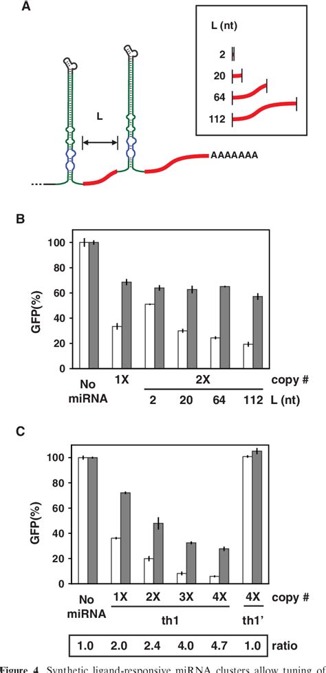 Figure 4 From Design Of Small Molecule Responsive Micrornas Based On Structural Requirements For