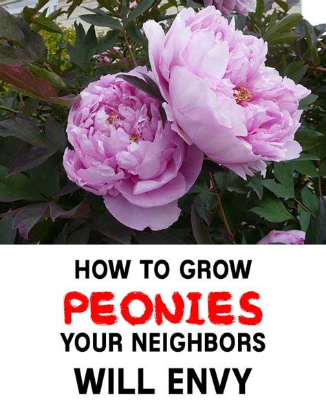 How To Grow Peonies Your Neighbors Will Envy Home Garden Diy
