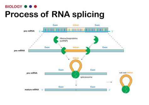 Transcription Biology Diagram