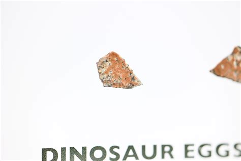 Dinosaur Eggshell Oviraptor Engineered Labs
