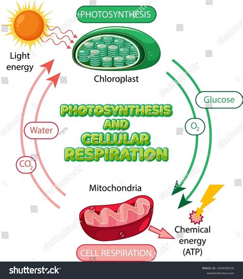 Photosynthesis Cellular Respiration Diagram Illustration Stock Vector