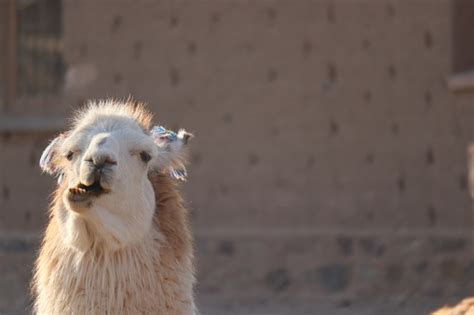 Llama Face Portrait During Afternoon With Blurred Background Stock