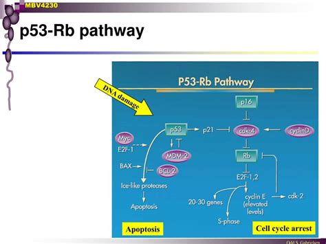 Ppt P53 Guardian Or The Genome Powerpoint Presentation Free