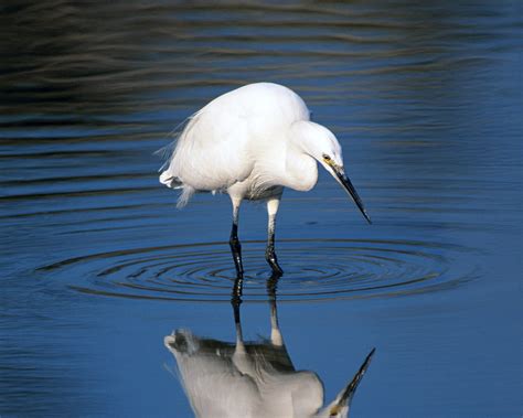 Bird Bird Bird Bird Encyclopedia Of World Photo