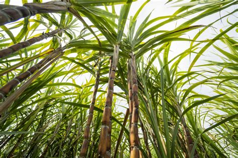 Um Canavial De Paixões Saiba Como Plantar Cana De Açúcar Em Casa