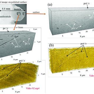 Three Dimensional 3D Microstructure In A B Surface And C D X 1