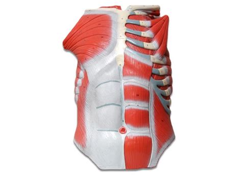 Thorax Diagram Quizlet