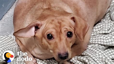 30 Pound Chiweenie Needed To Lose Half Her Body Weight The Dodo Youtube