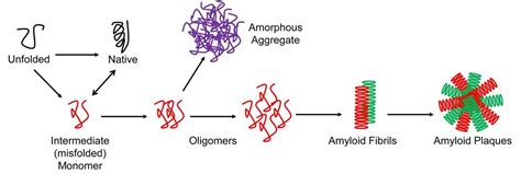 Protein Aggregation Analysis Creative Biostructure