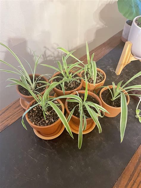 Spider Plant Babies Rpdxbuynothing
