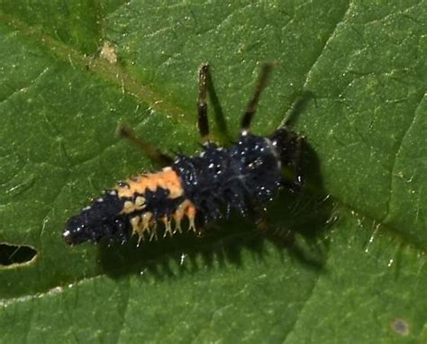 Harmonia Sp Harmonia Axyridis Bugguide Net