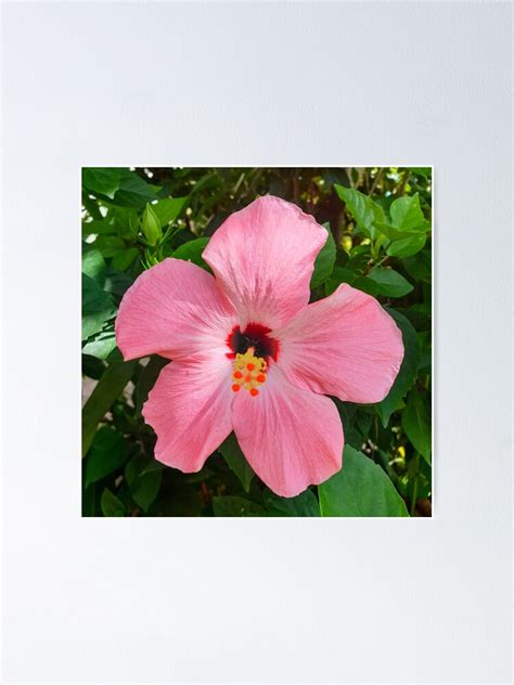Pink Hibiscus Flower Poster For Sale By Rossacampbell Redbubble