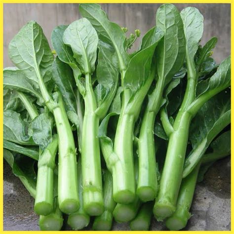 Benih Sawi Hijau 250pcs Green Choy Sum Seeds 绿菜心种子 菜心 Seed