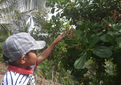 Kondisi Cuaca Membaik Program Rehabilitas Hutan Dan Lahan Mulai Tumbuh