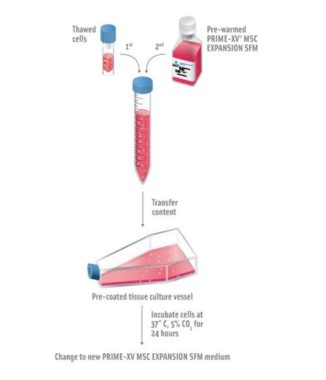 Protocol For Mesenchymal Stem Cell Expansion
