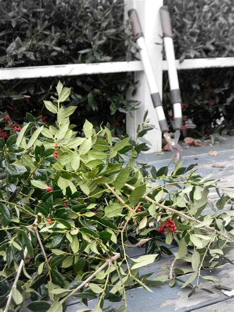 Simply Homemade Diy Holly Wreath Tutorial