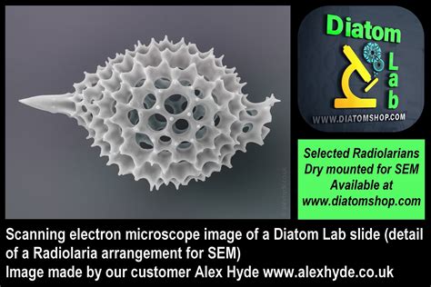 Radiolaria Microscope