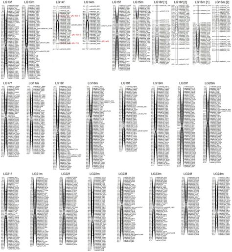 Linkage Groups Lg13lg24 Genetic Distances In Kosambi Centimorgans Are
