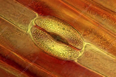 Tulip Stomata Light Micrograph Stock Image C0262564 Science