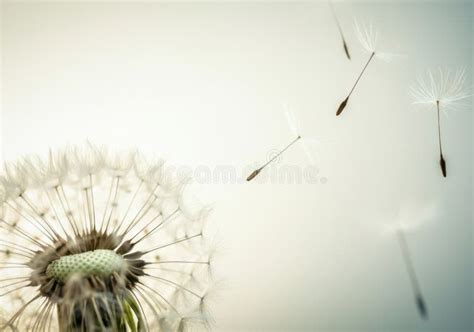 Dandelion Seeds Flying In The Wind Allergy Concept Stock Image Image
