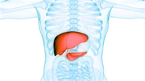 Photo Libre De Droit De Anatomie Du Foie Dorgane Digestif Humain Banque