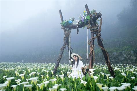 相約浪漫竹子湖賞海芋純白花海 品嘗野菜美食 蕃新聞