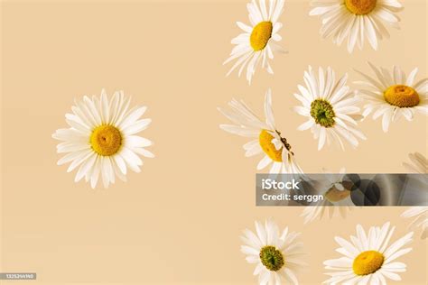 대담한 초현실적 인 현실적인 현대 카모마일 꽃이 떨어지고 하나는 고정되어 있습니다 꽃과 부양현대 개념 캐모마일에 대한 스톡 사진 및 기타 이미지 Istock