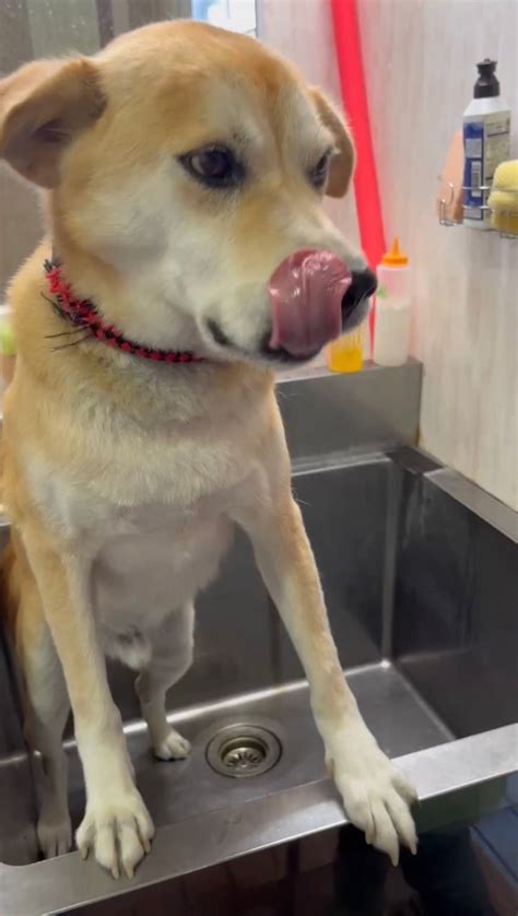 ポンちゃん！ 那須ハイ＆りんどう湖 保護犬活動日記
