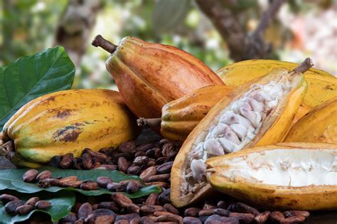 Crig Cocoa Research Institute Of Ghana