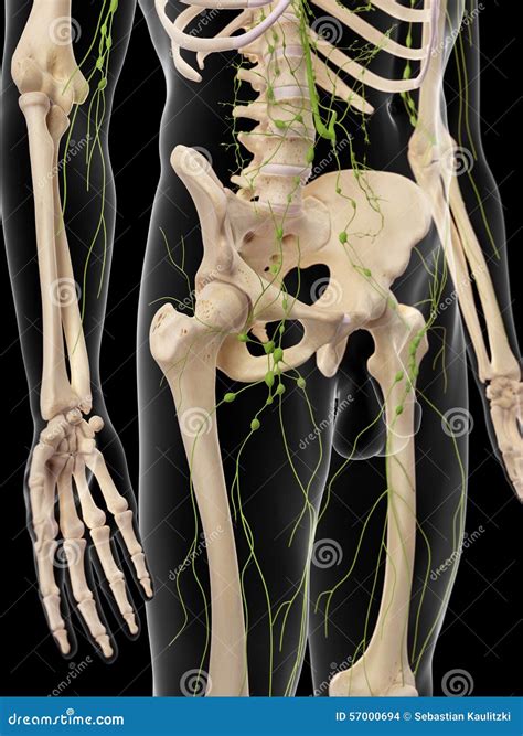 The Inguinal Lymph Nodes Stock Illustration 57000694