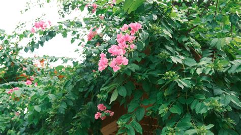 有关九重葛 充滿活力 园林设计 园艺 園藝 城市园艺 多叶 多年生 天性 天空 审美 室外植物 寧靜 工厂 弹簧