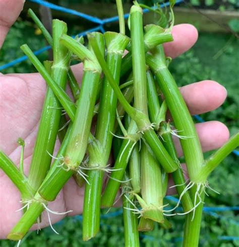 Ulam Selom Memang Wajib Ada Dalam Hidangan Laksa Ini Kaedah Senang Tanam Ulam Cara Melintang
