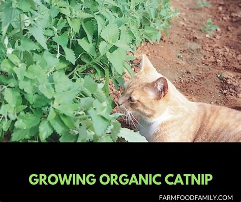 How To Grow And Care For Catnip From Seeds FarmFoodFamily