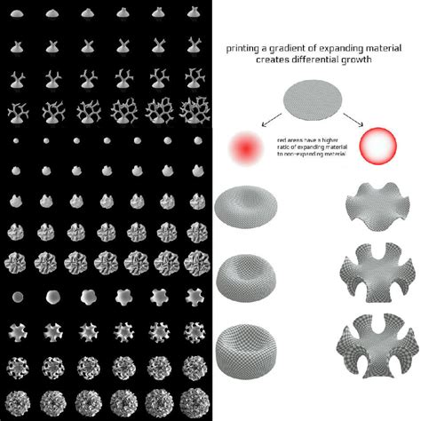 Differential Growth Parametric House