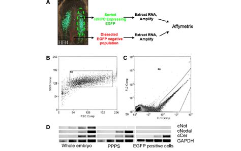 Strategy For Enrichment Of Transcripts Expressed In Heart Precursor