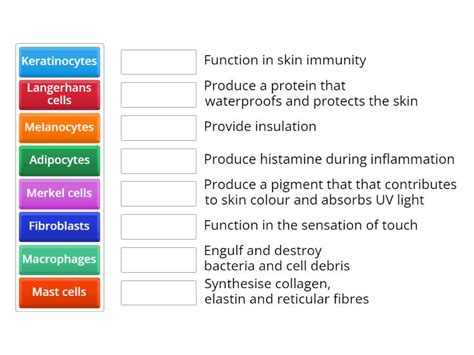 Cell Types Functions Match Up