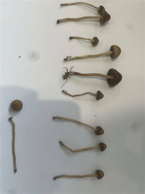 Pan Hunting Identification Mushroom Hunting And Identification