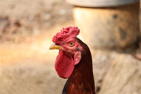 Hen Kerala Single Free Photo On Pixabay Pixabay