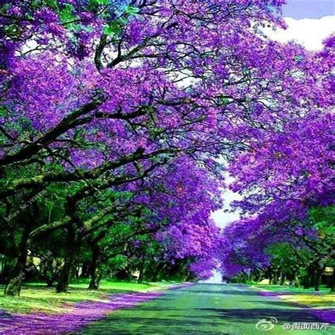 Purple Empress Tree Hot Sex Picture